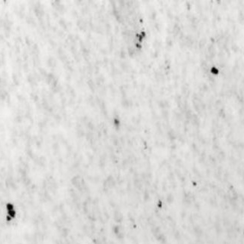 Rebel White | STONEPLAN